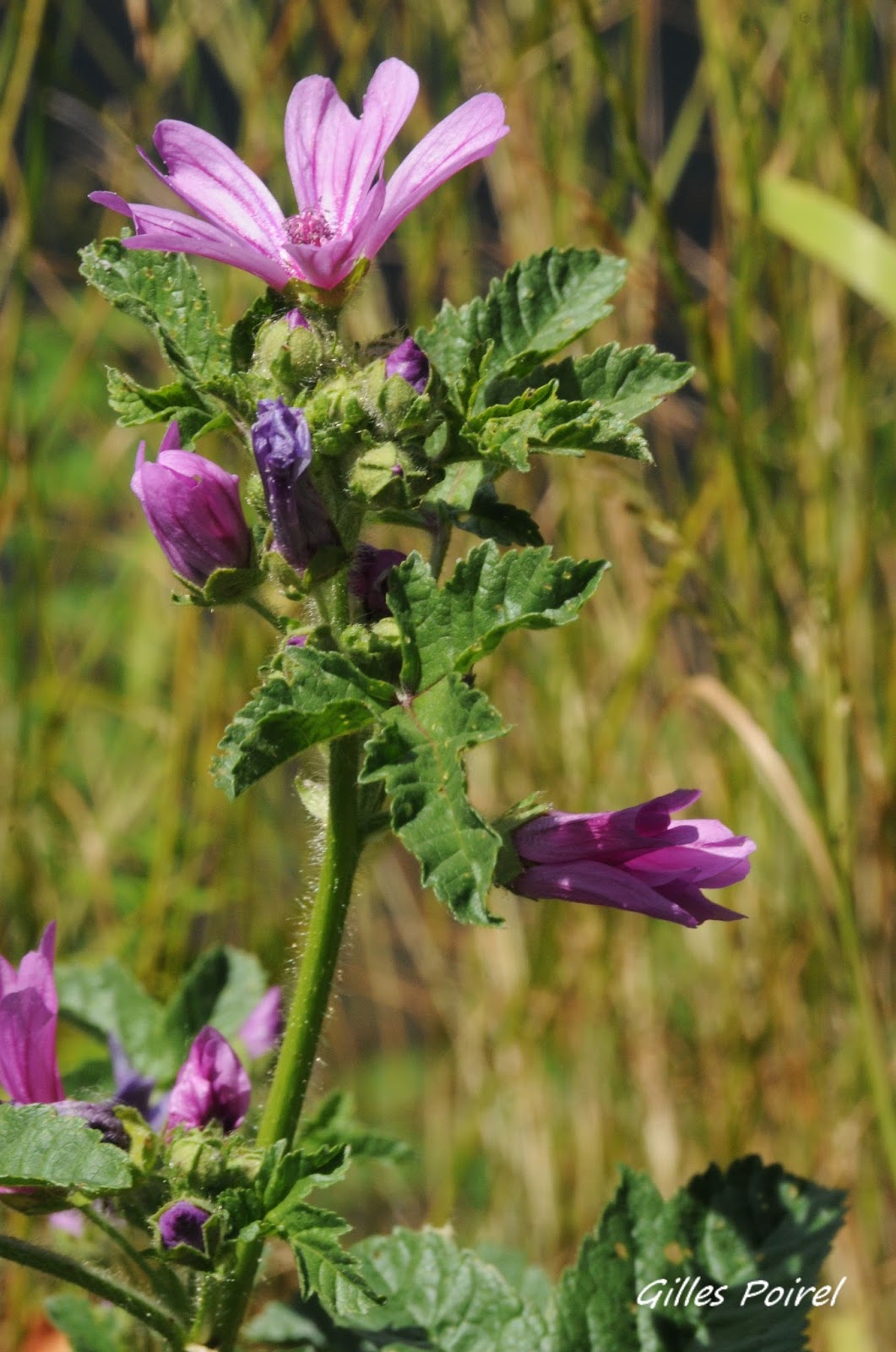 JURA, UNE TERRE, DES HOMMES: La Grande Mauve. Malva sylvestris.
