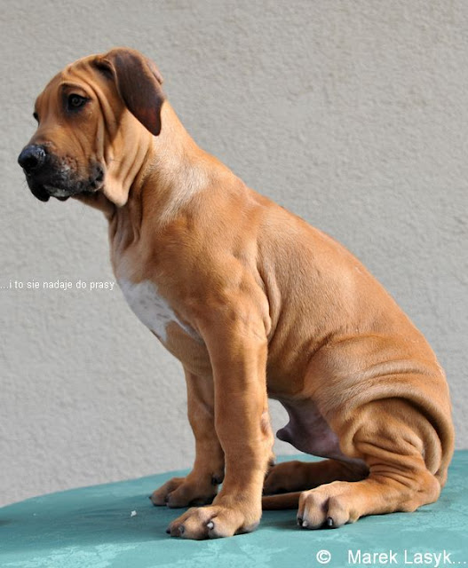 ...i to się nadaje do prasy...: Rodezjan....