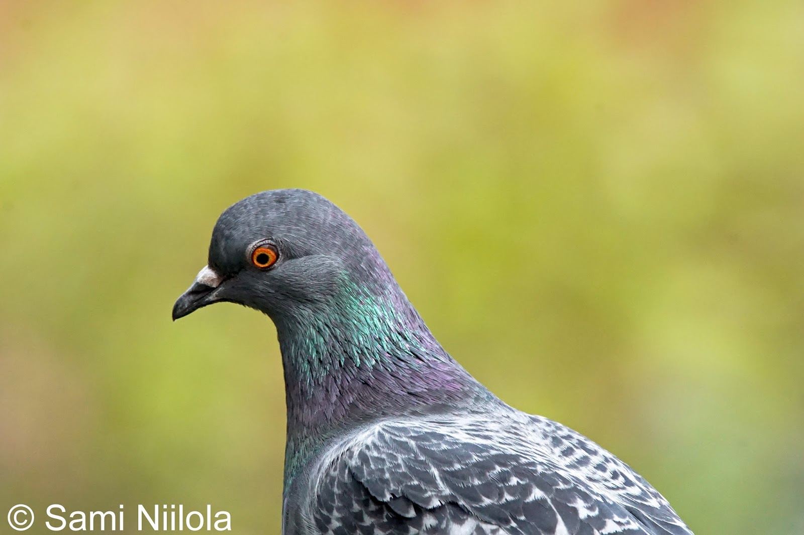 Samin luontokuvia nature photos: KESYKYYHKY eli pulu (Columba livia ...