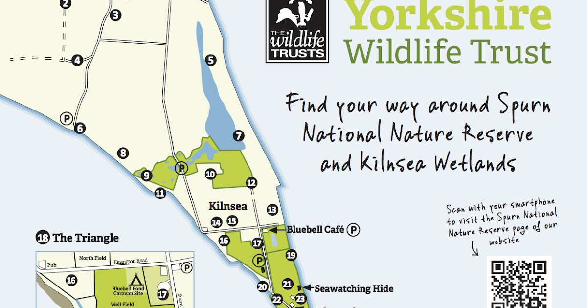 GeekTeacher's Birding Scrapbook: My First Ever Visit to Spurn