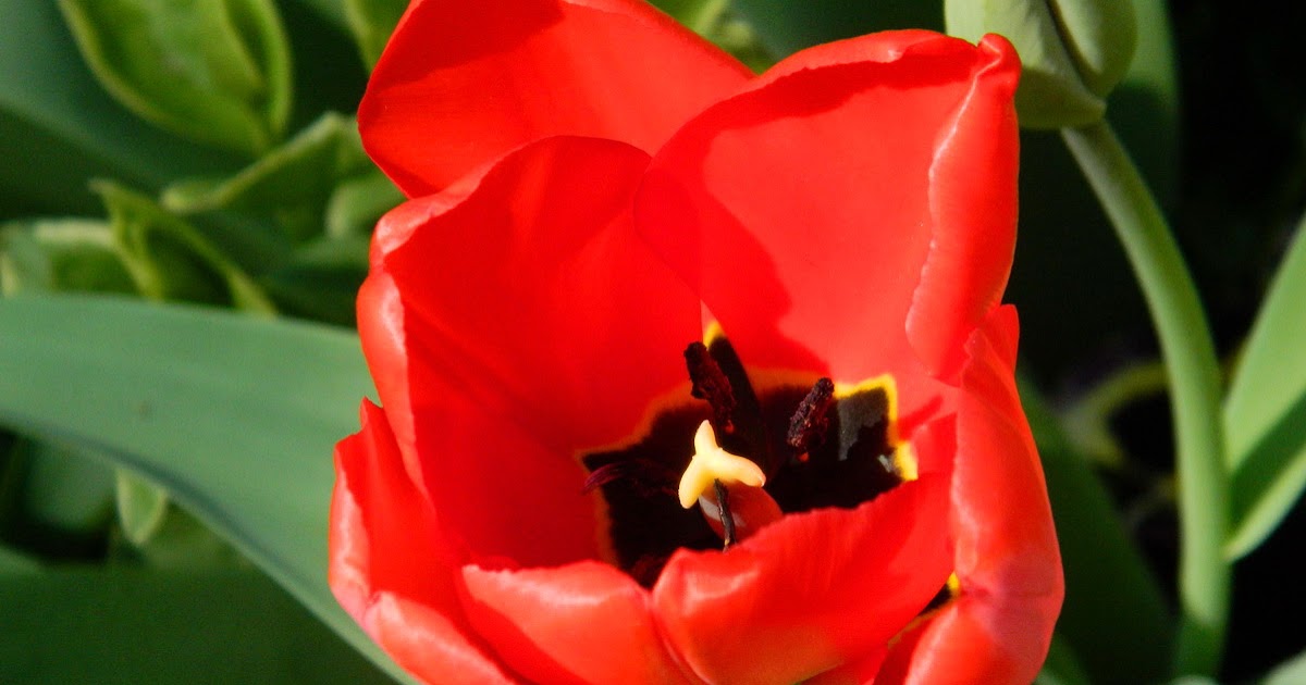 LA MULTI ANI, ROMANIA!: Lalele rosii