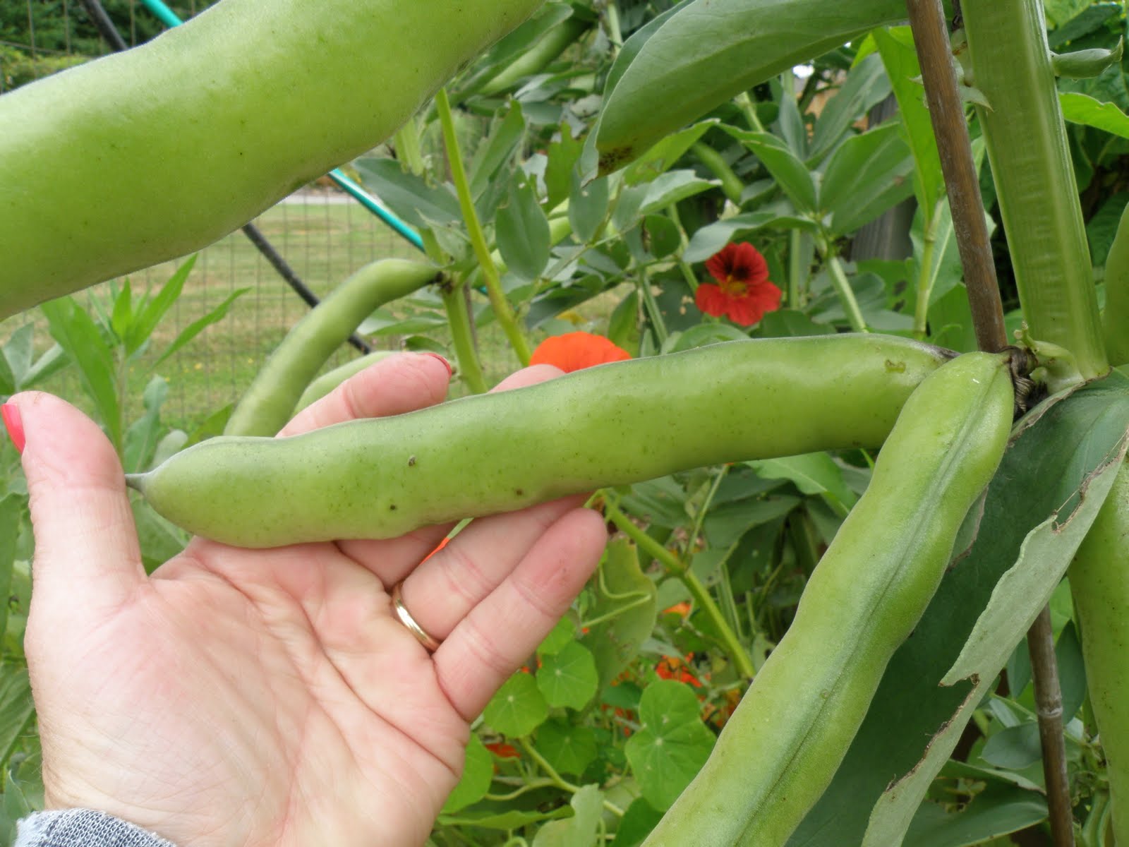 Da Garden: August 2011