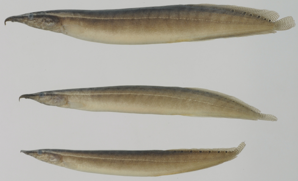 Species New to Science: [Ichthyology • 2009] Macrognathus ...