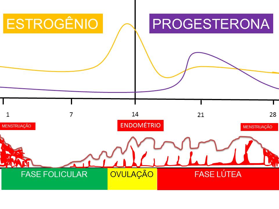 JAKSON ENFERMEIRO: CICLO MENSTRUAL
