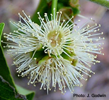 Botanist Backyard: Satinay - the Builders Name?