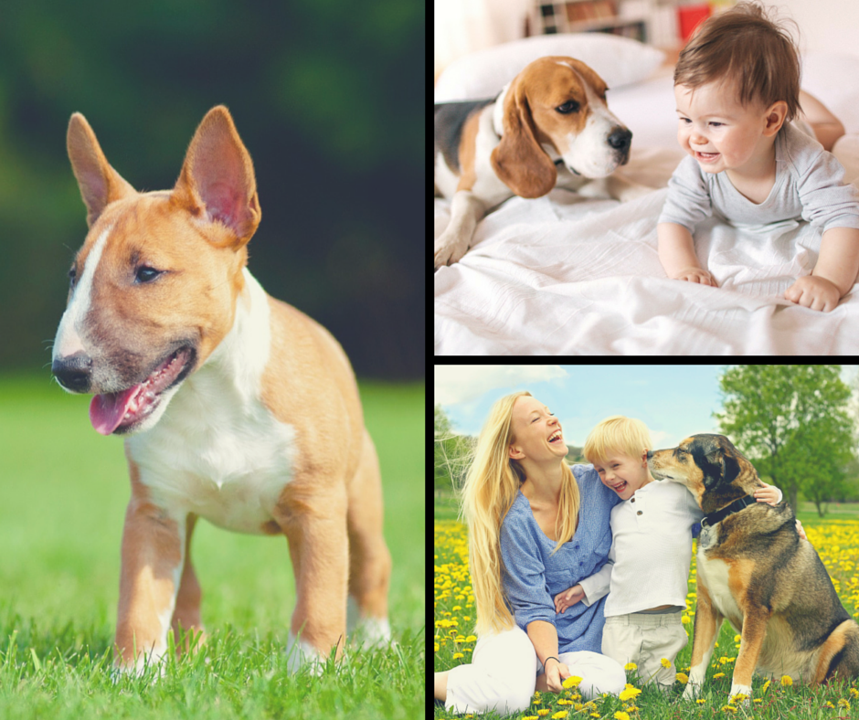 What Dog Breeds are Best for Kids? - Bregman Vet Group
