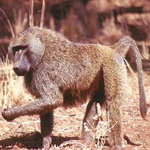 Hola, Sopetrán.: La clasificación animal.