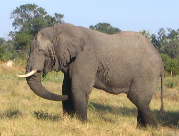 Gambar Gajah Beserta Namanya | Kumpulan Gambar Lengkap