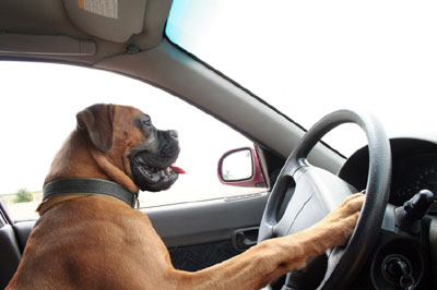 40 Cool dogs driving cars (40 pics) | Amazing Creatures