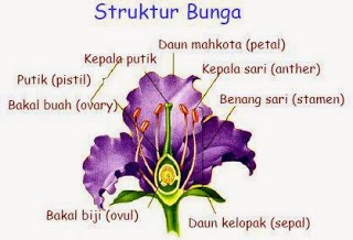 Beginilah Gambar Bunga Anggrek Beserta Bagiannya yang Wajib Disimak ...