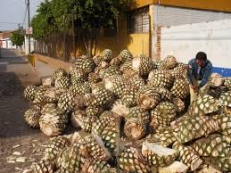 Tonaya Jalisco: TURISMO