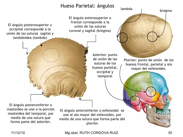 ANATOMÍA HUMANA: julio 2018