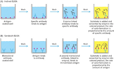 Next Biotechnology News | eBio World: Indirect ELISA