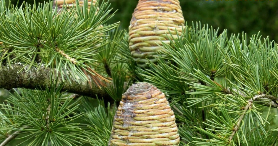 දේවදාර [Dewadara] (Cedrus deodara) ~ අපේ ඔසුපැළ Medicinal Plants of Sri ...