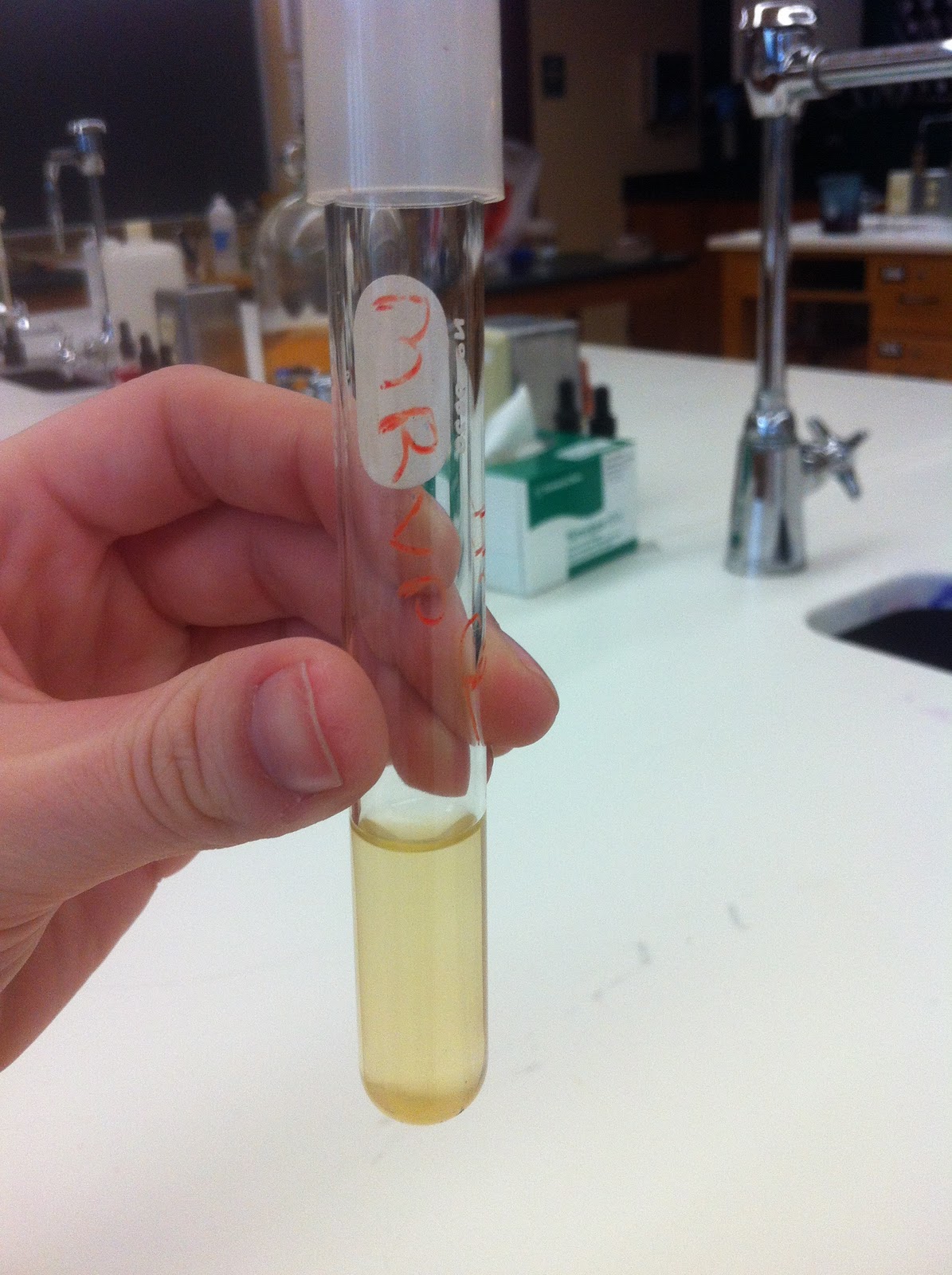Courtney And Hannahs Bacterial Escapades At Franciscan University Of courtney-and-hannahs-bacterial-escapades-at-franciscan-university-of