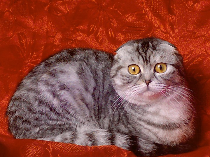 Haggins Cattery: Show