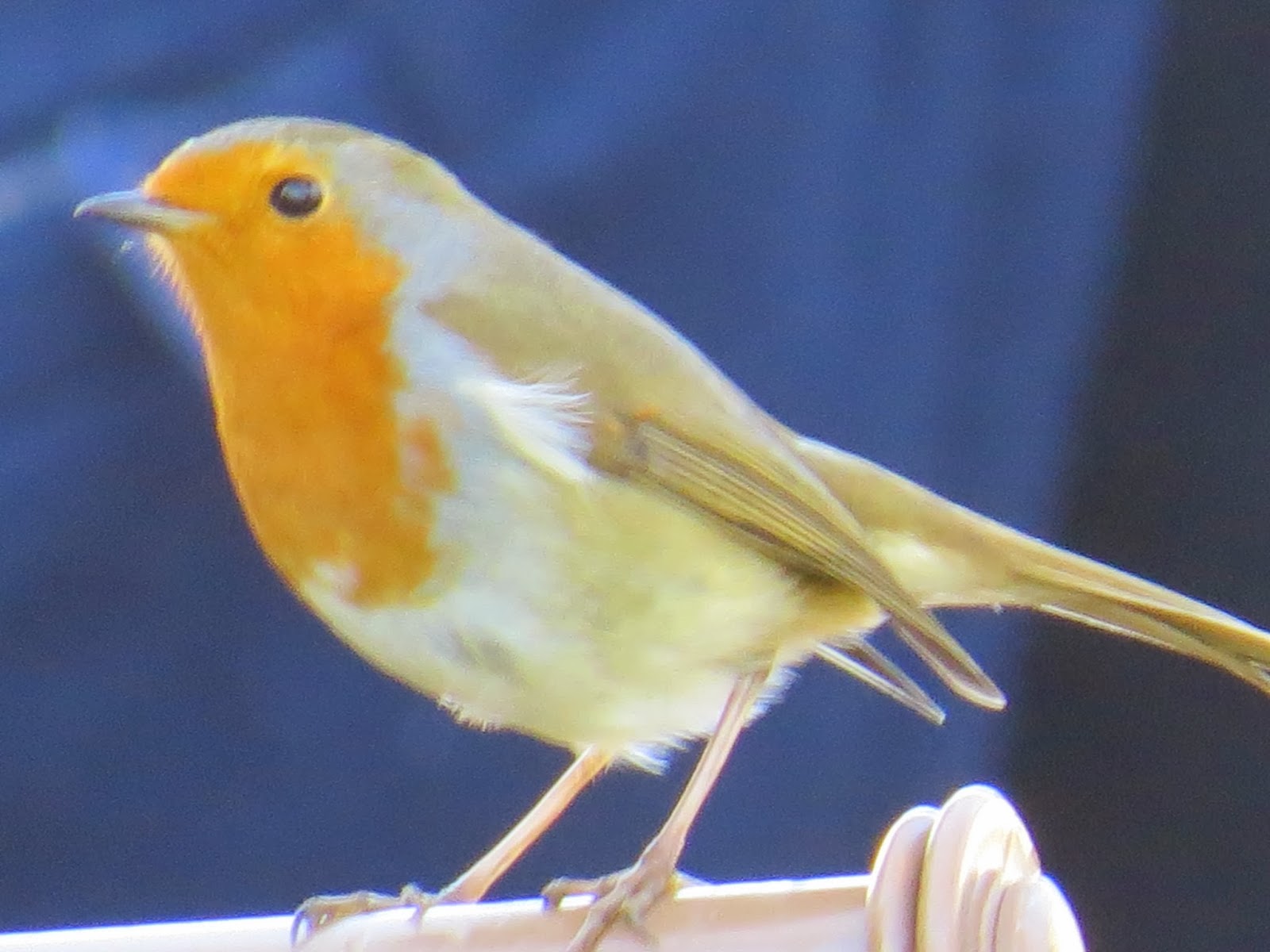 Appleton Wildlife Diary: Robin
