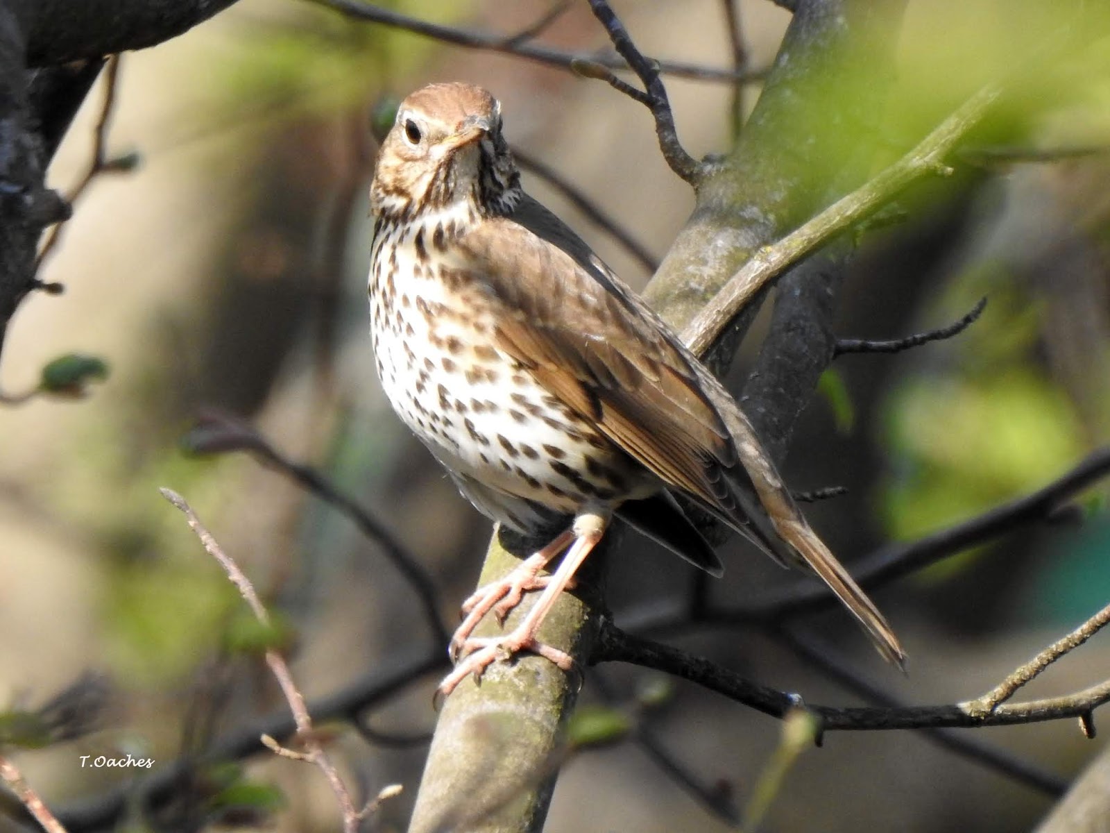 PASARI DIN ROMANIA: STURZ CANTATOR, Turdus philomelos