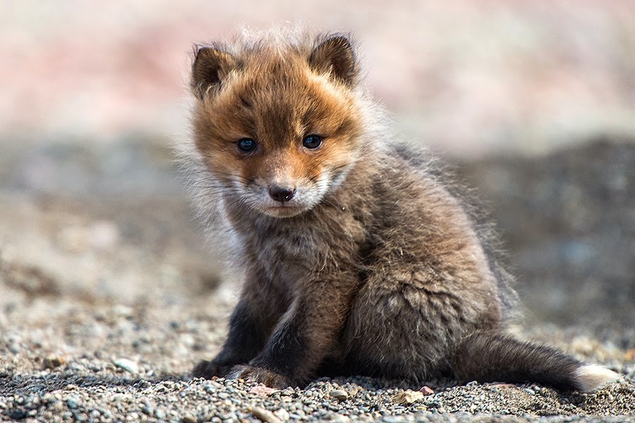 White Wolf : 15 Lovely Photos of Russian Foxes by Ivan Kislov Are ...