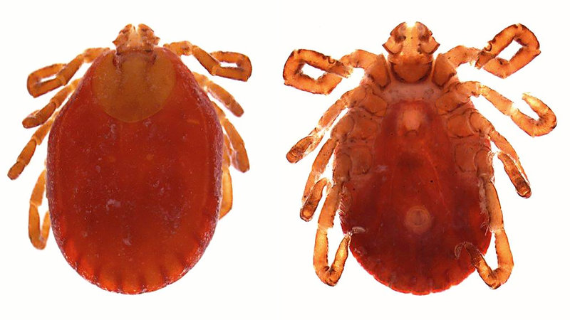 Central Pennsylvania Forestry: Longhorned Tick Found in Centre County ...