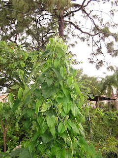John Starnes' Urban Farm: African Yellow Yam (Dioscorea cayenensis)