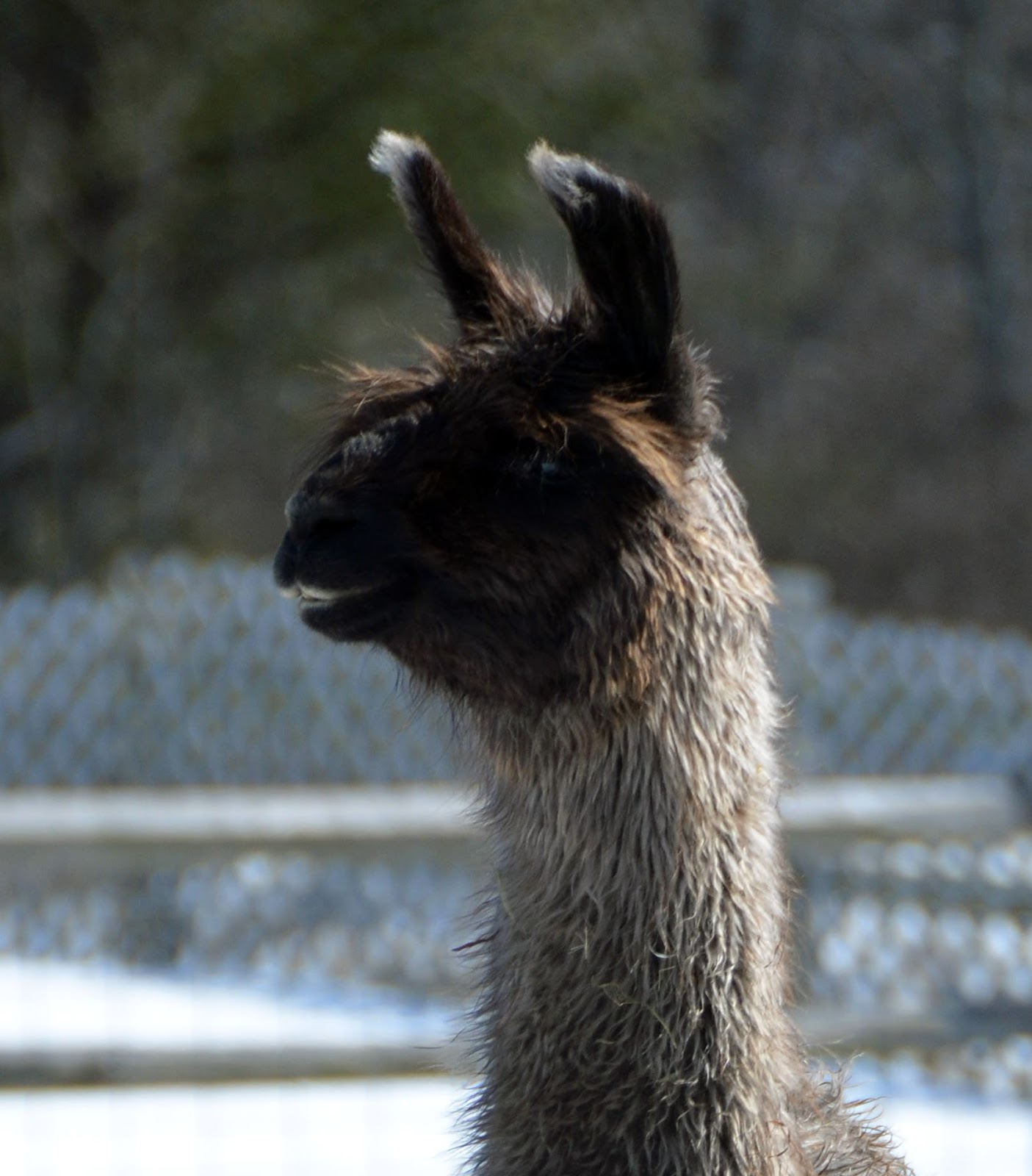 Butterscotch Farm: Breed Profile #1: Llamas