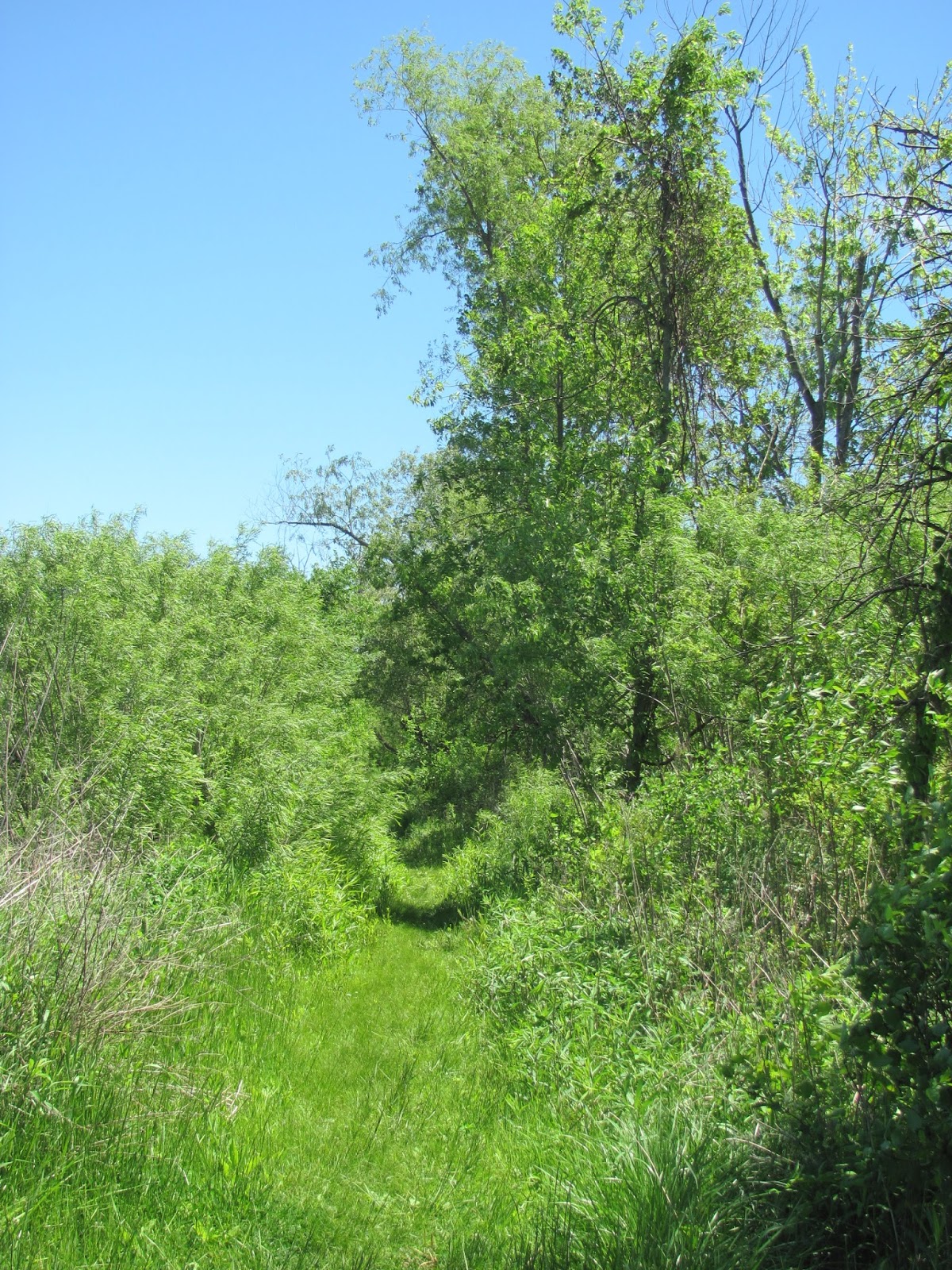 Terri of the Trails: Walking the "Creepy Swamp": the Great Marsh Trail ...