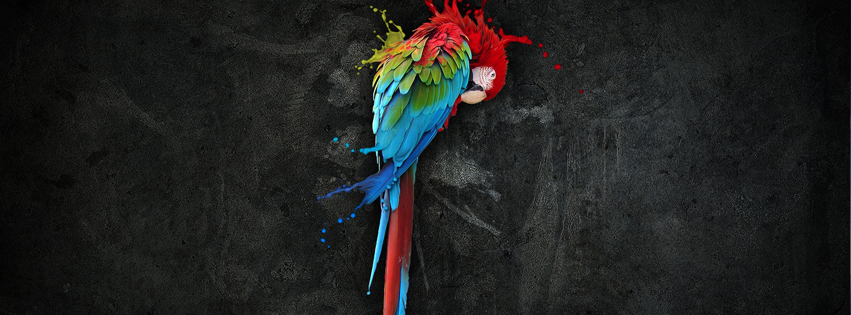 Facebook Covers Birds #7 | Facebook Covers | Timeline, cover, Photo