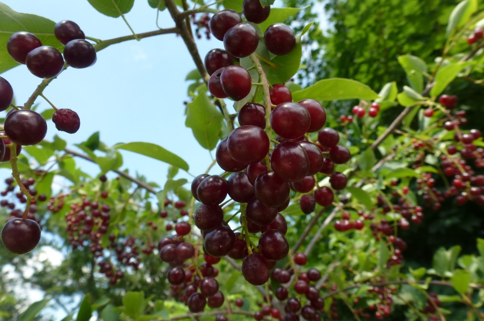 Little City Farm: Local Super Food - Chokecherries!