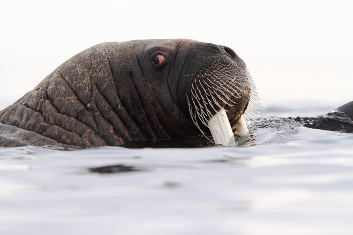 Big Year Norway 2014: 2013