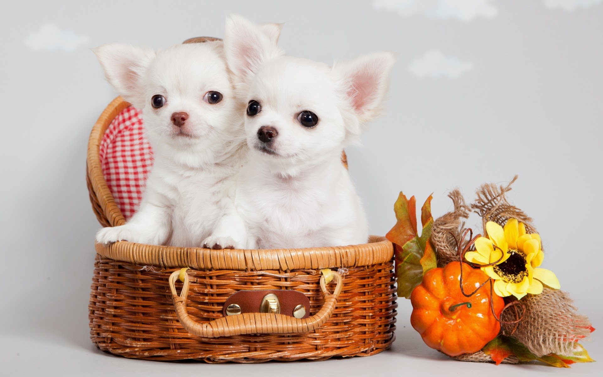 Imágenes de Tiernos Perritos | Fotos e Imágenes en FOTOBLOG X