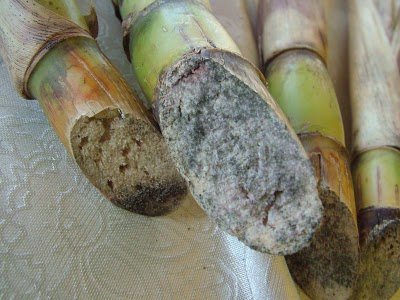 Dunia Tani Joyo: 6 Macam Bibit Tebu Yang Biasa Digunakan