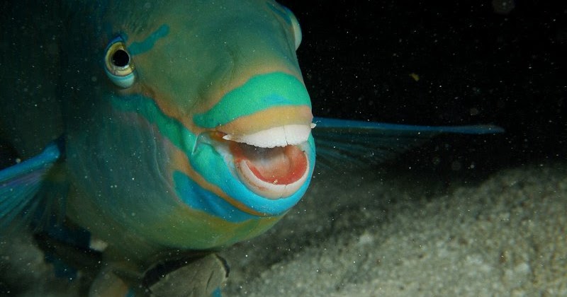Parrotfish poop for healthy reefs!