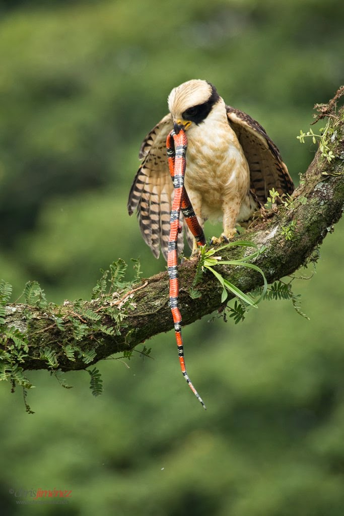 Flora y Fauna de Veracruz: AVES