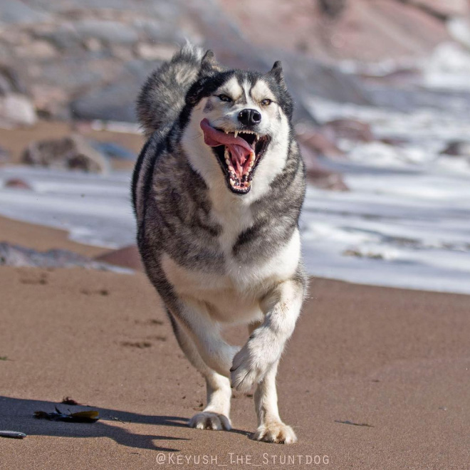 Keyush: el husky más divertido de instagram (el perro que no atrapa nada)