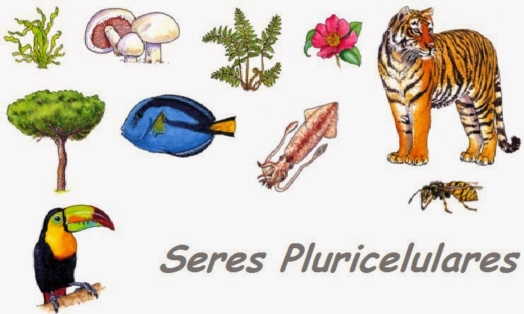 Organización celular (unicelular VS pluricelular) | Gori-Gori