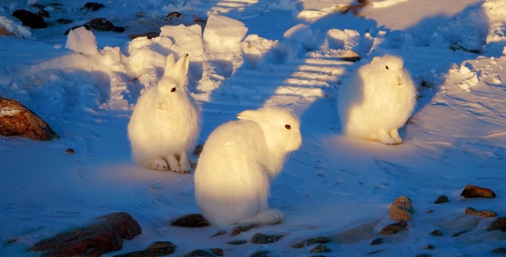 The Arctic Hare