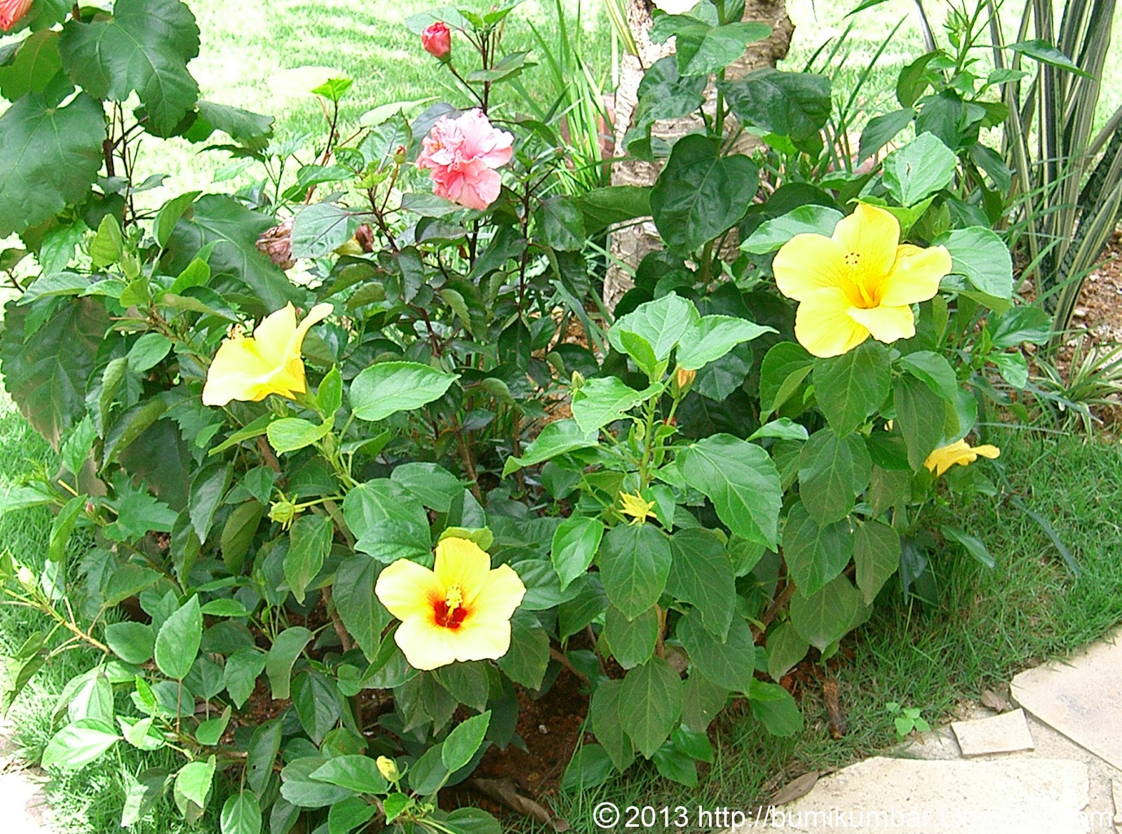 our passion I our career I our business: Hibiscus rosa-sinensis ...