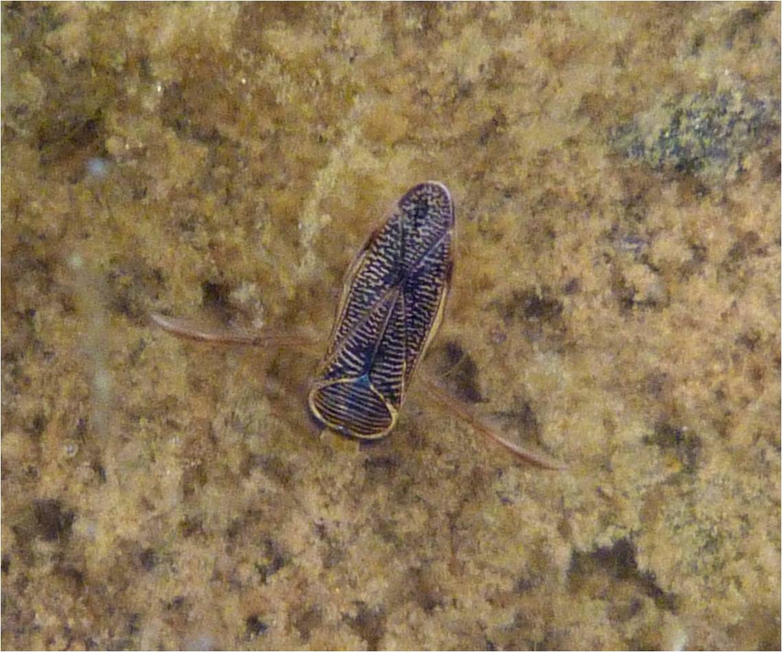 Insects of Scotland: True Bugs