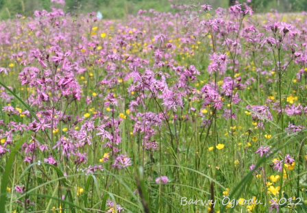 Barwy Ogrodu: Firletki na łąkach i w ogrodzie