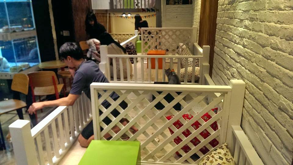 Table A Cat Cafe! | Seoul Kissed