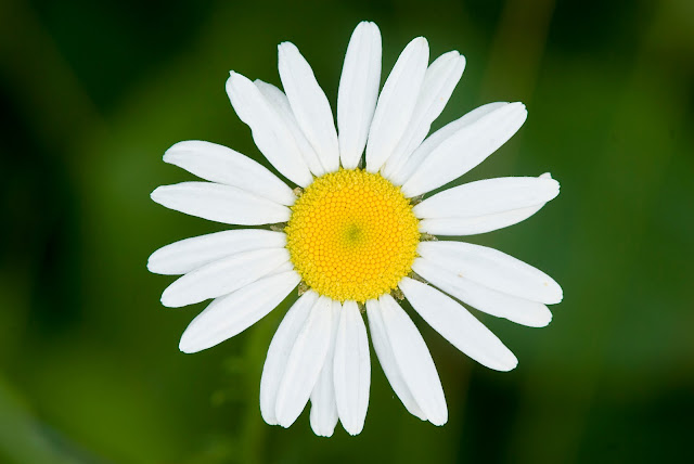 Indiana Plant A Day: Oxeye Daisy