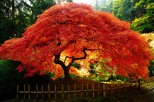 HOW TO GROW JAPANESE MAPLES |The Garden of Eaden
