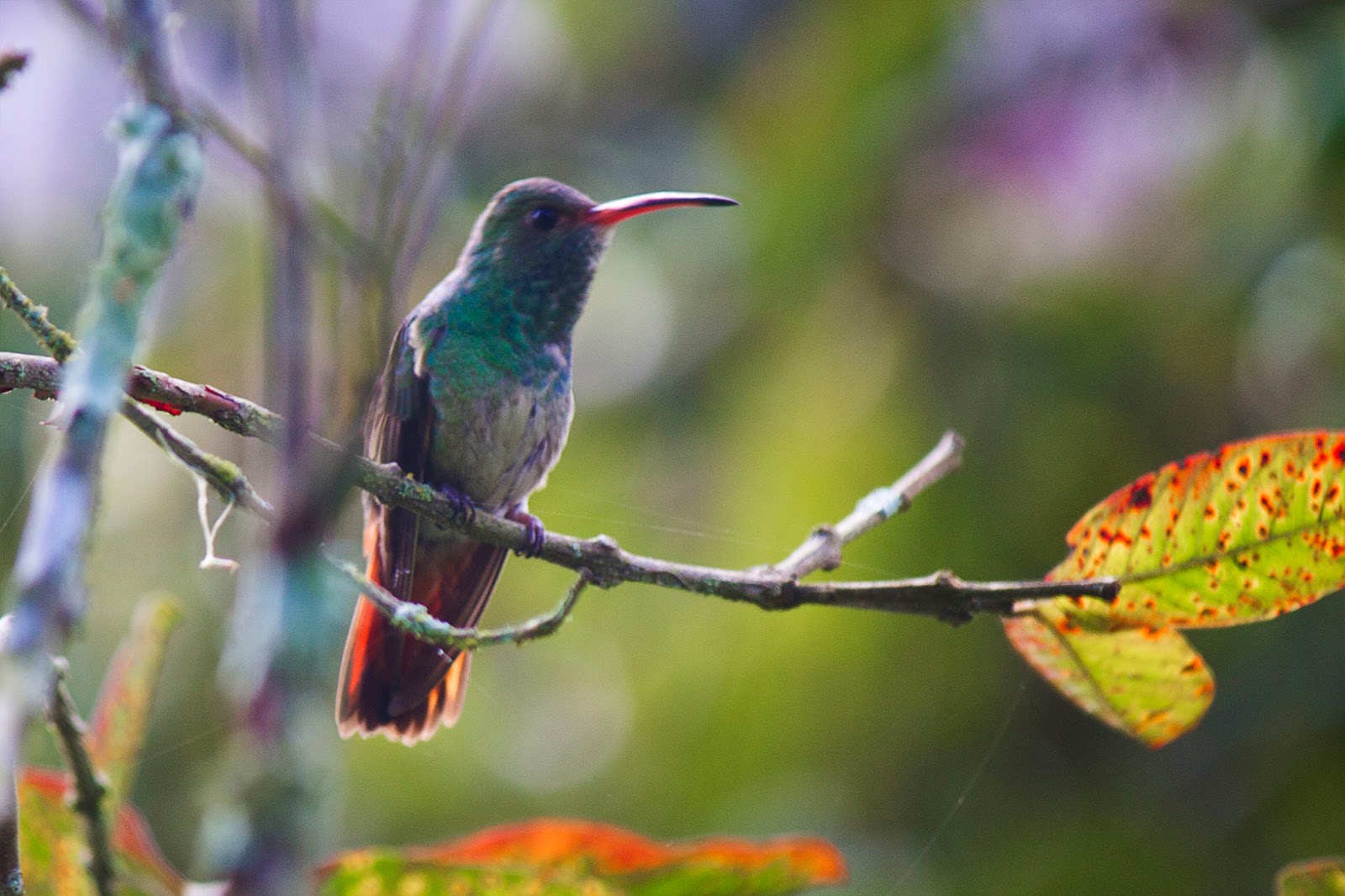 Avistamientos de Aves en Silvanìa (Cundinamarca - Colombia)