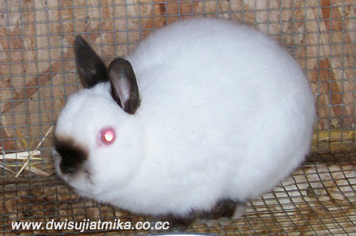 Bukasanabukasini: Mengenal Jenis Ras Kelinci (Inc. Foto)