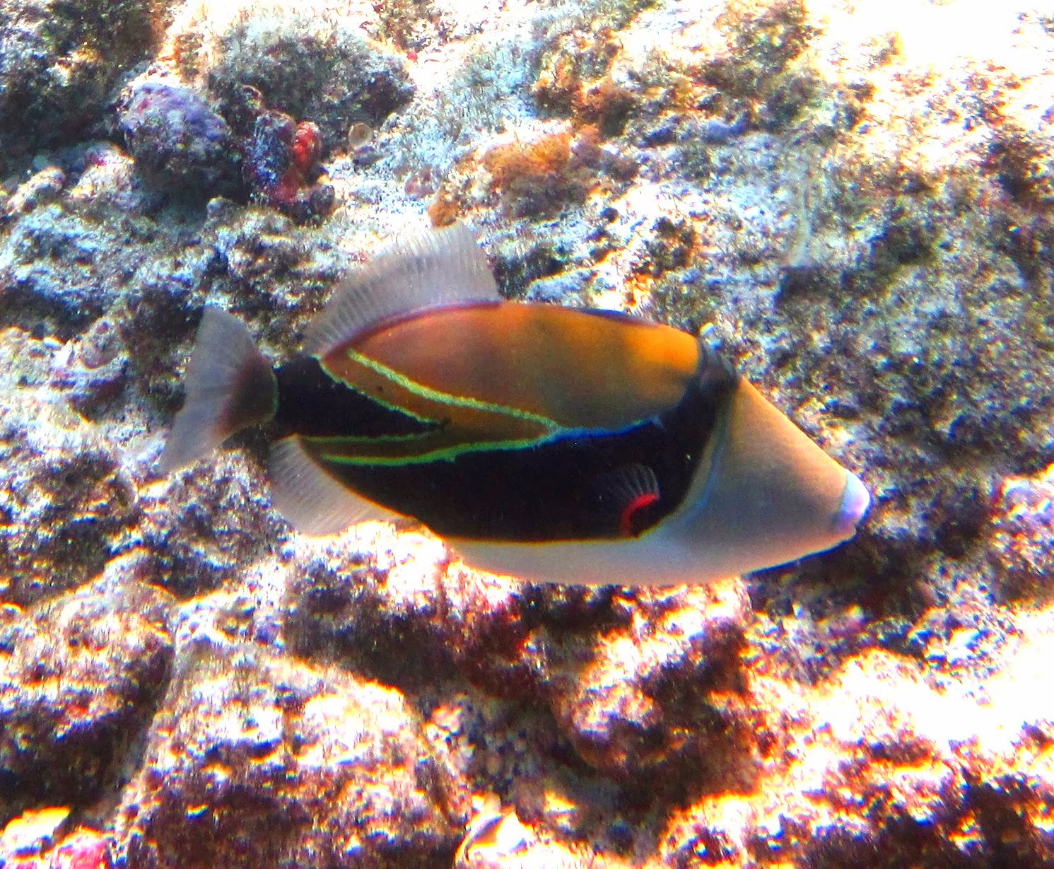 Kona Snorkeling, Fish Watching and Other Adventures: March 2014