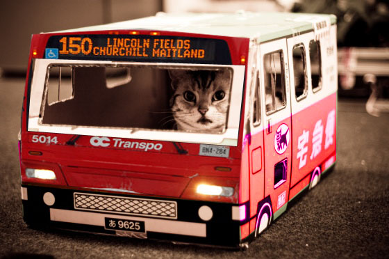 the-o-dot: OC Transpo Launches New Cats-Only Bus