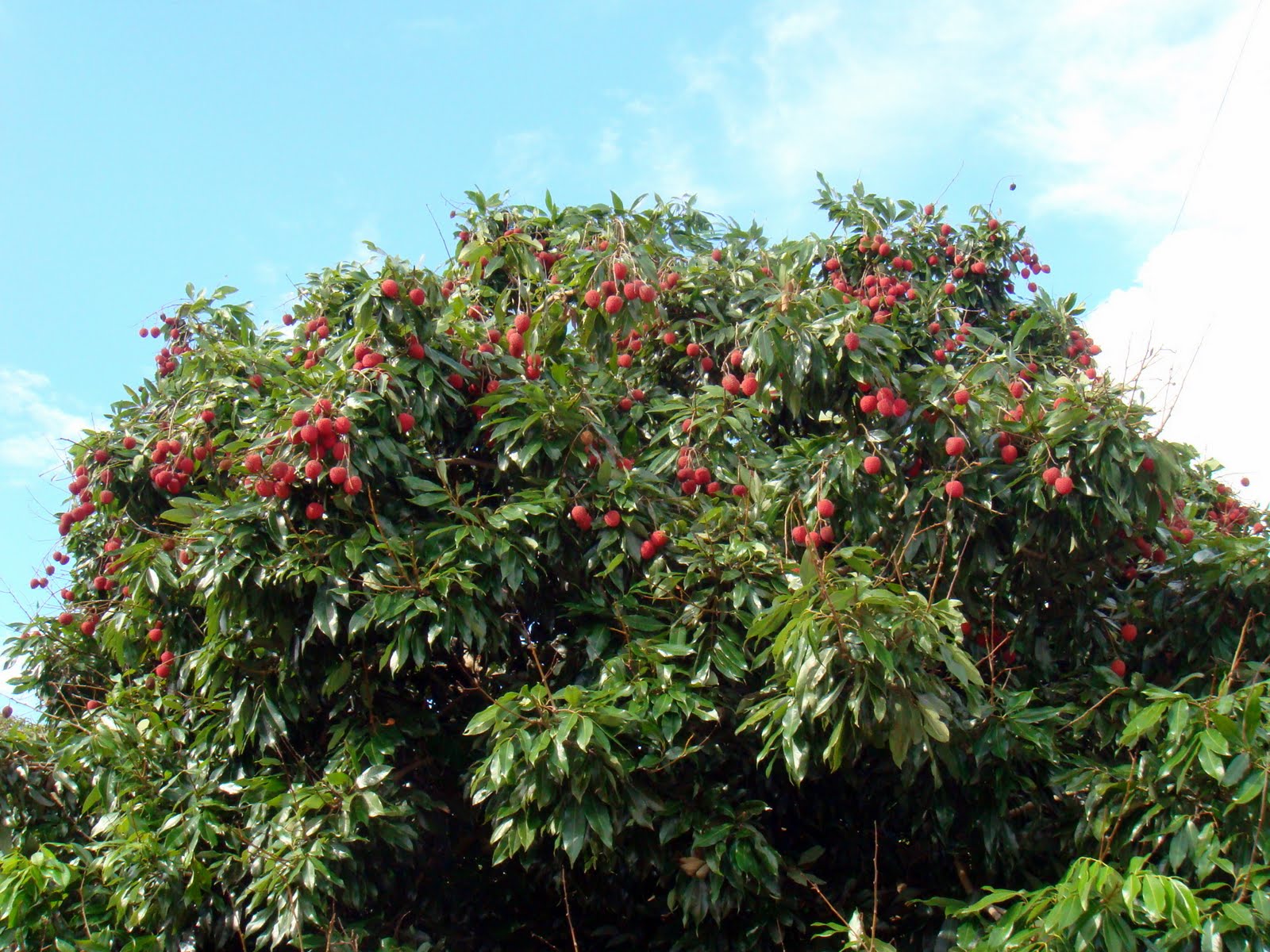 Mudas Orlandi: Lichia...