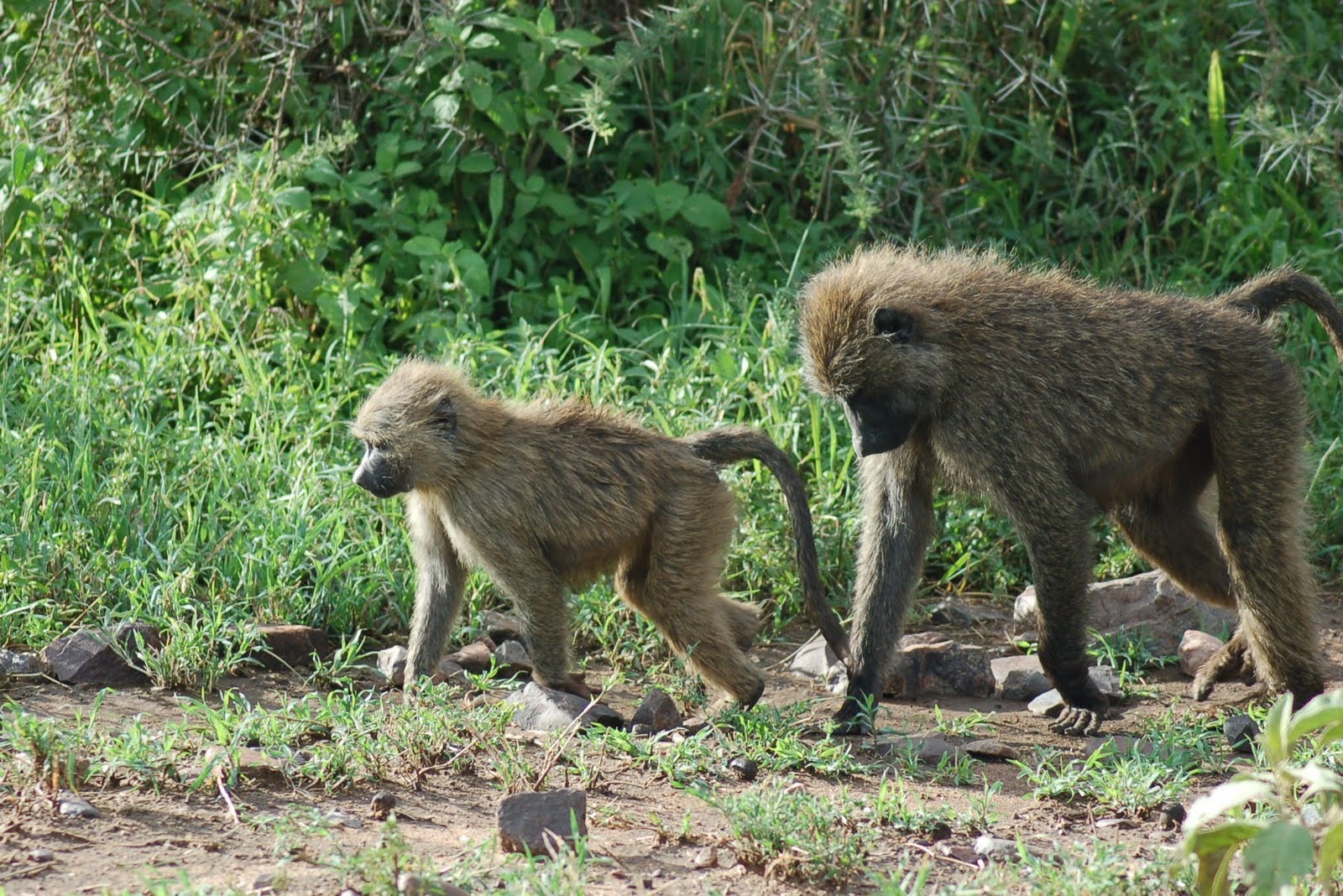Fly With Condors; Play With Monkeys