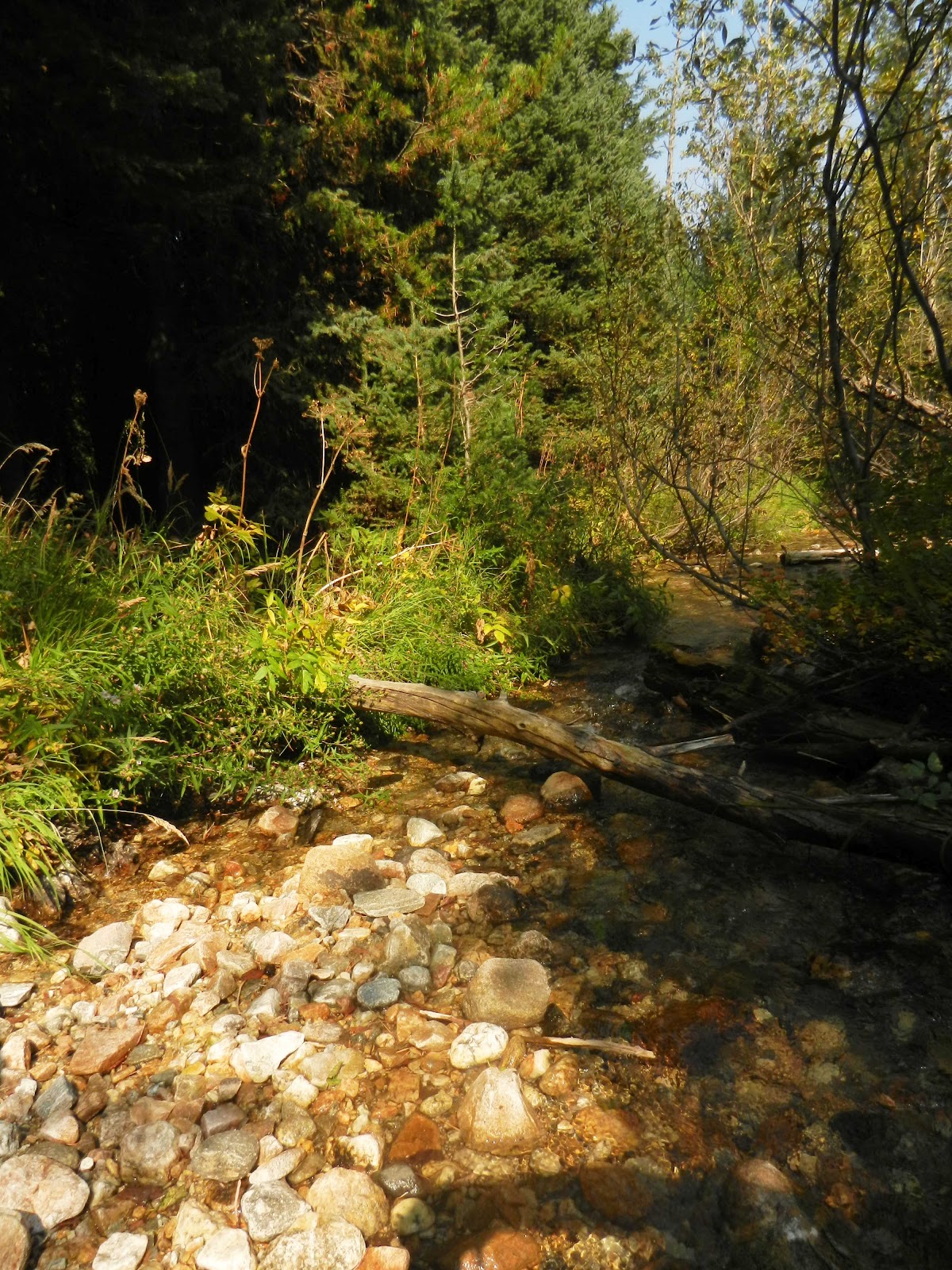 Cat Patches: Moose Ponds Loop Trail